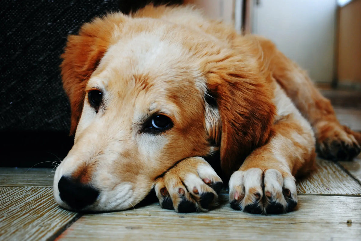 Understanding Arthritis in Dogs: Symptoms, Treatment, and Care ...