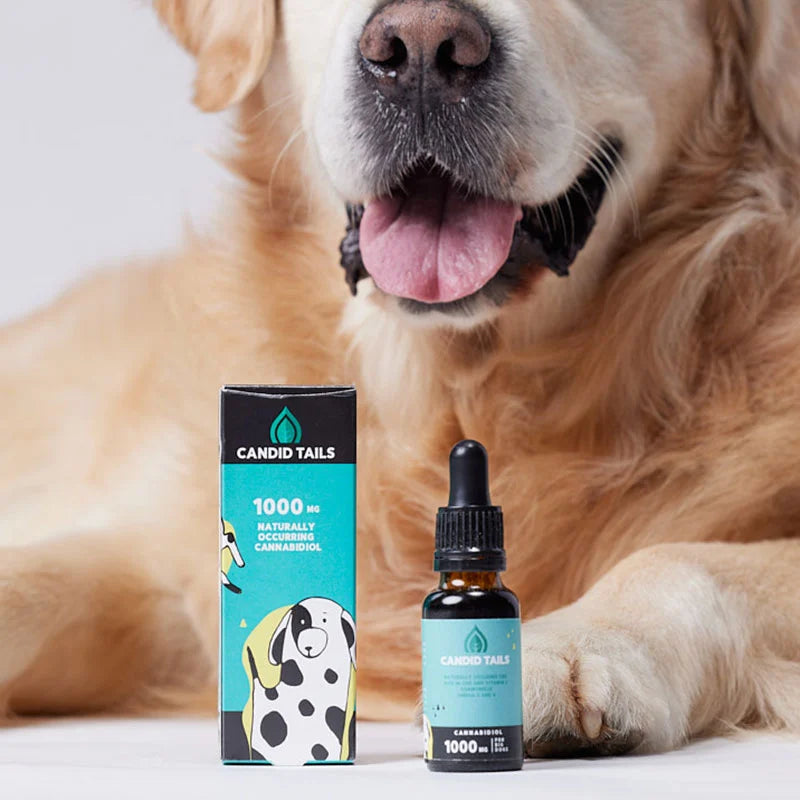 CBD for Large Dogs – CandidTails